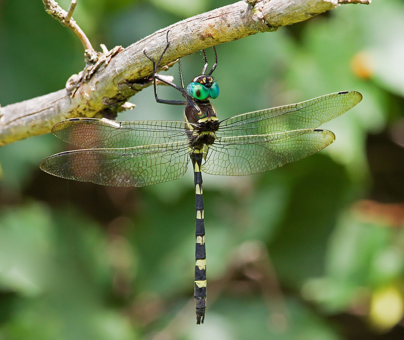 WOS: Macromia pacifica