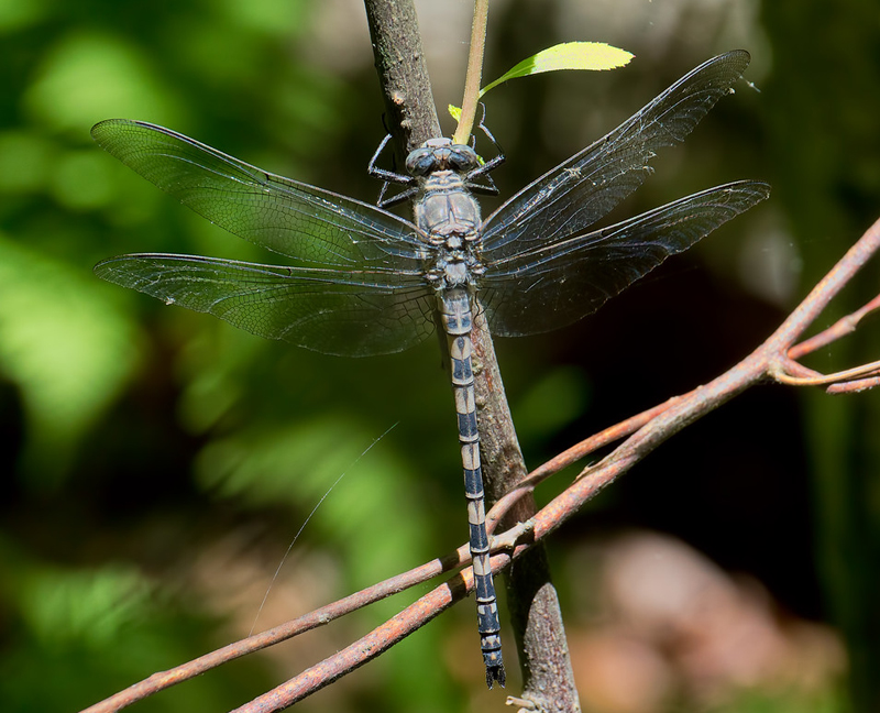 WOS: Tachopteryx thoreyi